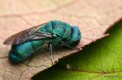 Neon Cuckoo Wasp | Nature's Place