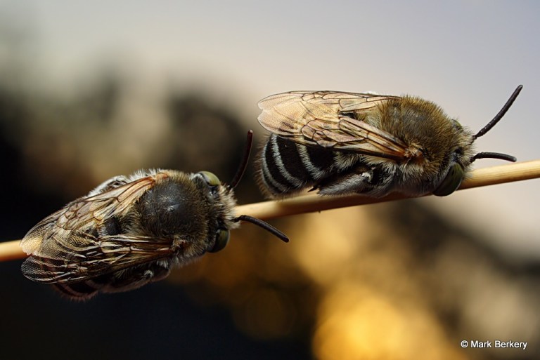 Blue Banded Bee | Nature's Place