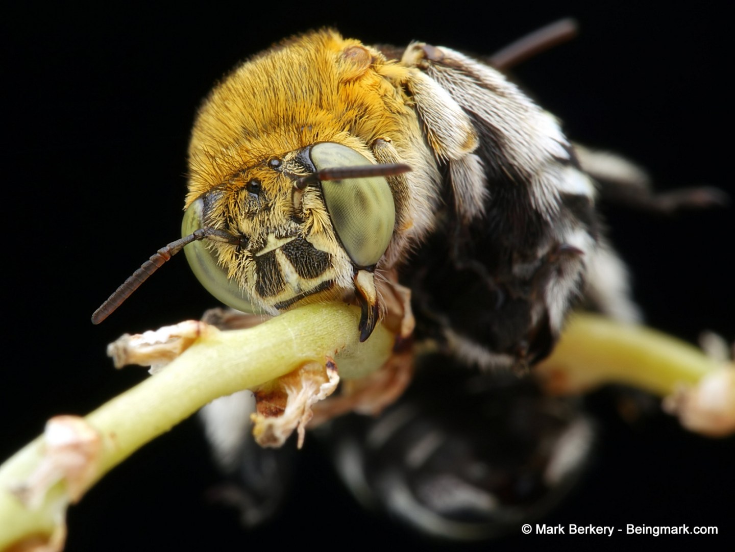 Blue Banded Bee | Nature's Place