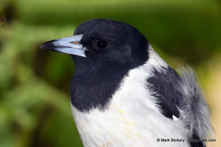 Butcher Bird … | Nature's Place