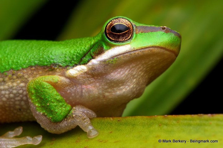 Frogs … | Nature's Place