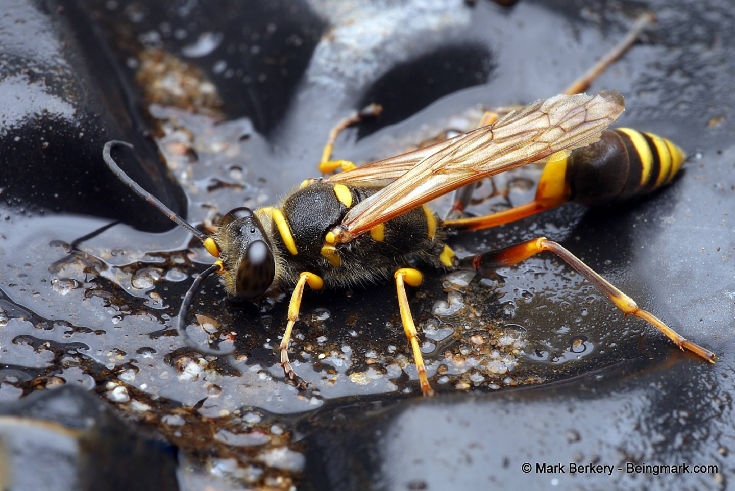 Wasp Day | Nature's Place