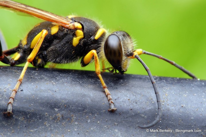 Wasp Day | Nature's Place