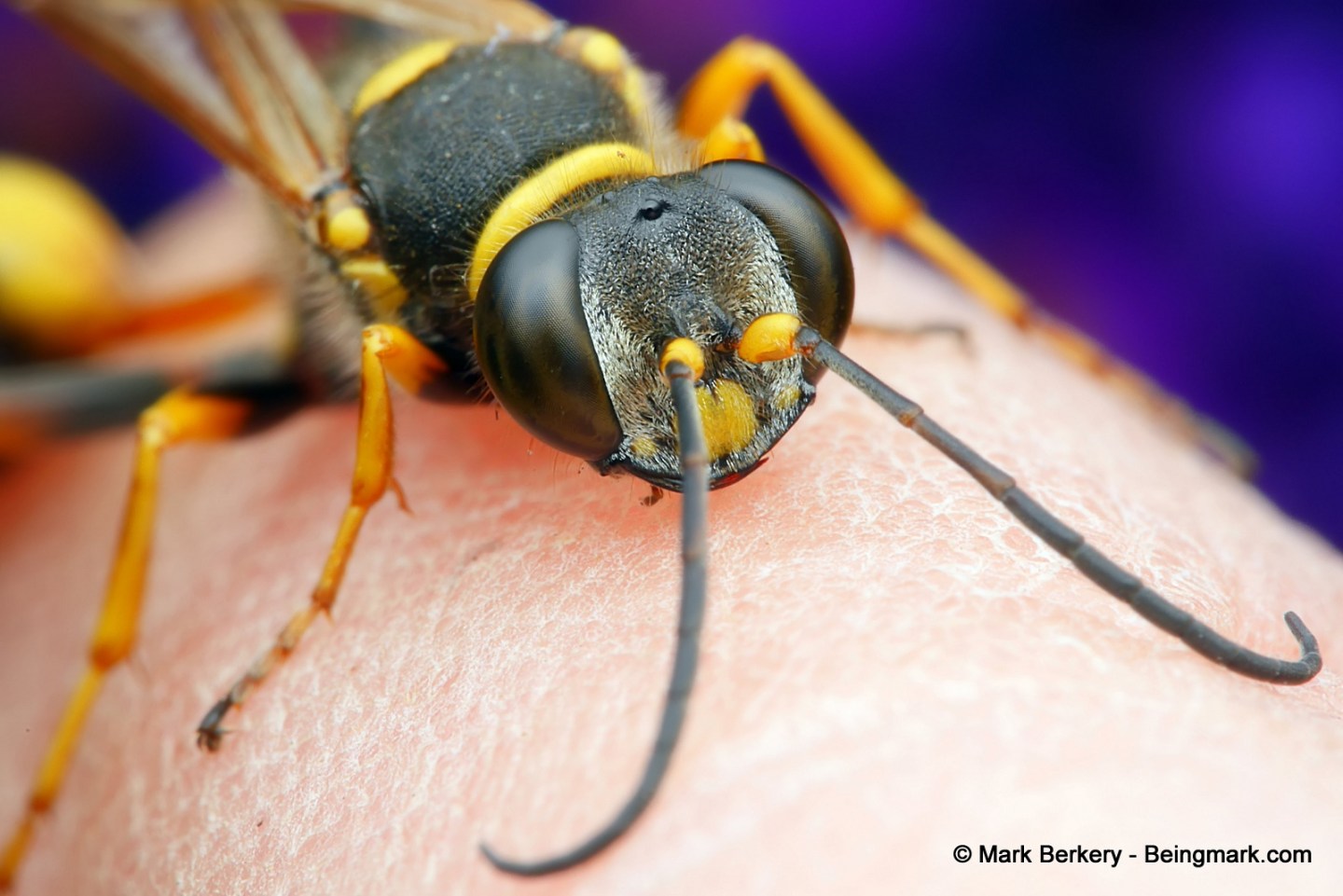 Wasp Day | Nature's Place