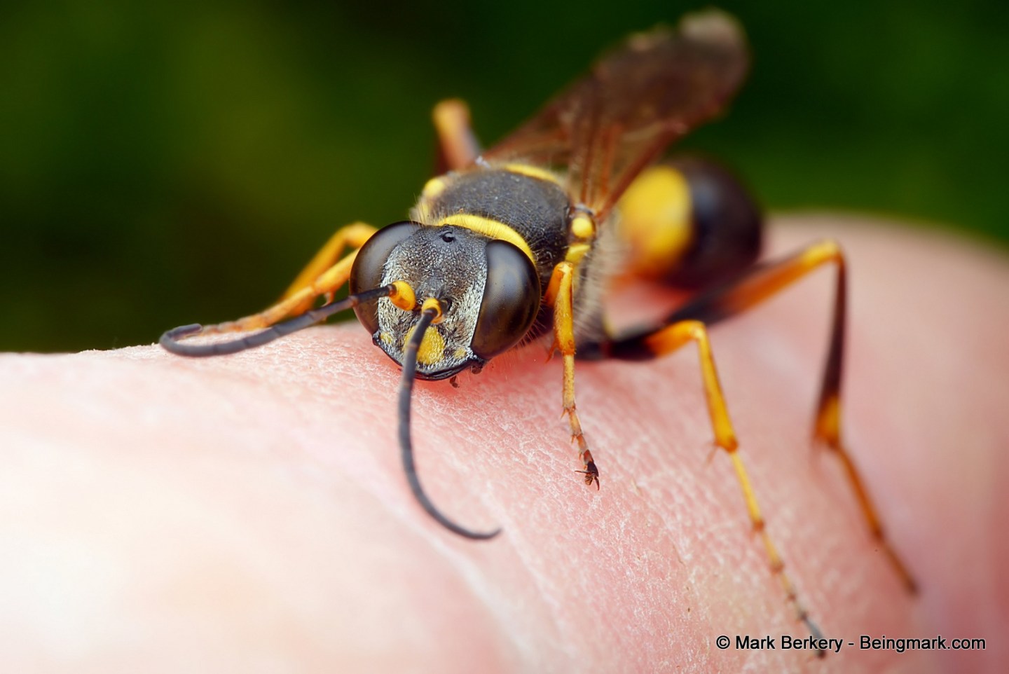 Wasp Day | Nature's Place