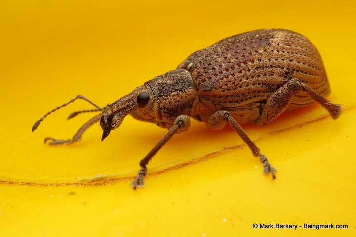 Weevil Days … | Nature's Place