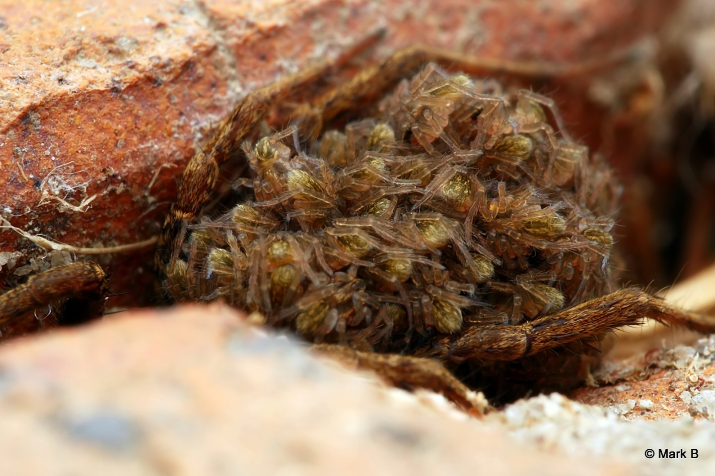 Nature's Place | Macro Photography – of the wild life at our feet, its ...